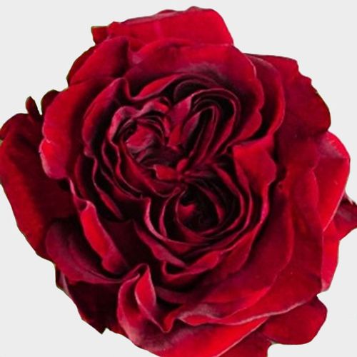 Garden Rose Mayras Red - Bulk - Wholesale - Blooms By The Box