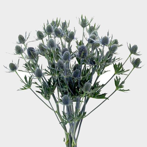 Thistle Eryngium Bulk - Wholesale - Blooms By The Box