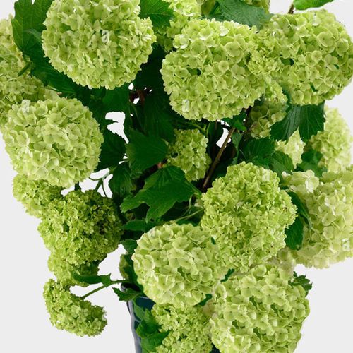 Green Viburnum