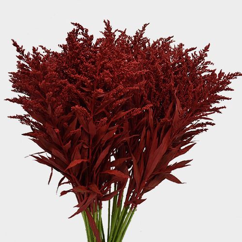 Solidago Tinted Red Bulk - Wholesale - Blooms By The Box