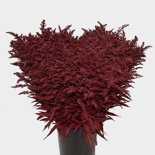 Solidago Tinted Burgundy Bulk - Wholesale - Blooms By The Box
