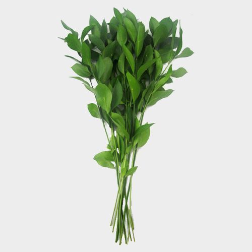 Israeli Ruscus Green - Wholesale - Blooms By The Box