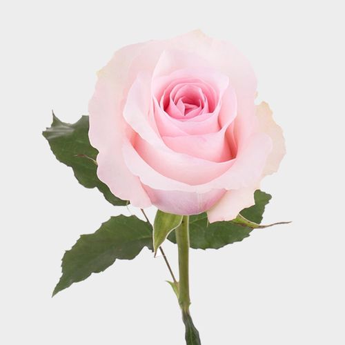 Rose Christa 50cm - Wholesale - Blooms By The Box