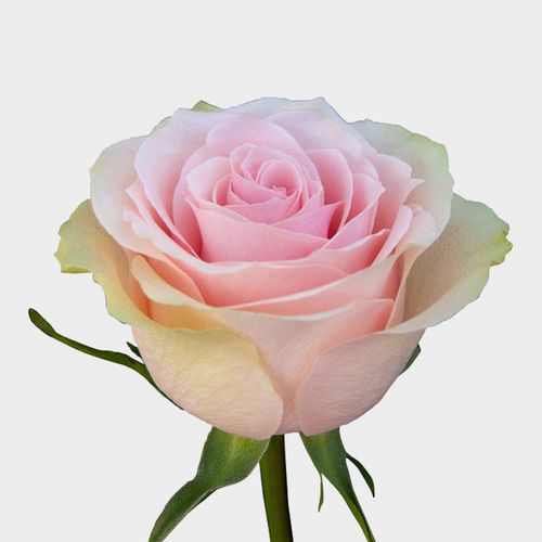 Rose Futteto 60cm Bulk - Wholesale - Blooms By The Box