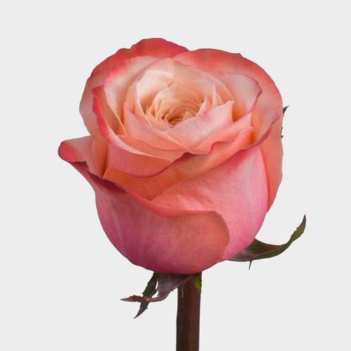 Rose Kahala 60 Cm Bulk - Wholesale - Blooms By The Box