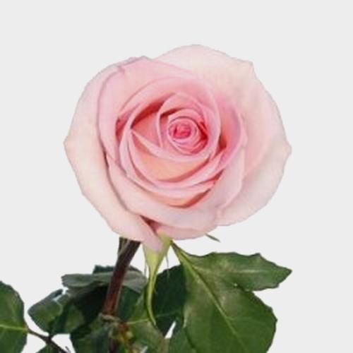 Rose Sophie 60 Cm Bulk - Wholesale - Blooms By The Box