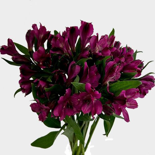 Alstroemeria Purple - Wholesale - Blooms By The Box