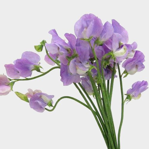 Sweet Pea Lavender (10 Bunches) - Wholesale - Blooms By The Box