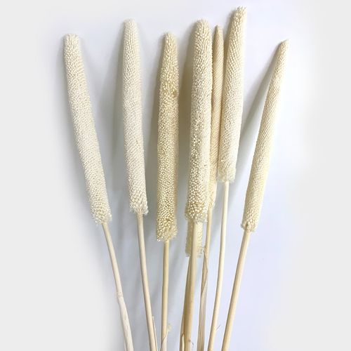 Babala Preserved - Wholesale - Blooms By The Box