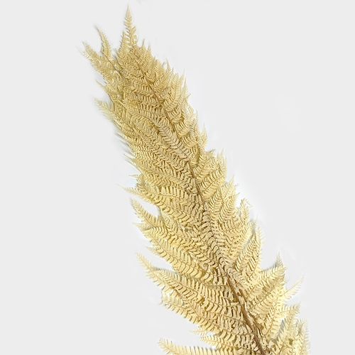 Fern Preserved Bleached - Wholesale - Blooms By The Box