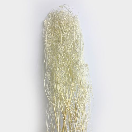 Gypsophila Dried Bleached - Wholesale - Blooms By The Box