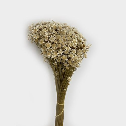 Glixia Dried Natural - Wholesale - Blooms By The Box
