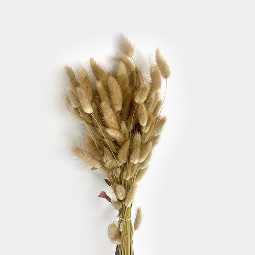 Lagurus Natural Dried - Wholesale - Blooms By The Box