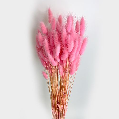 Lagurus Ovatus Preserved Pink - Wholesale - Blooms By The Box