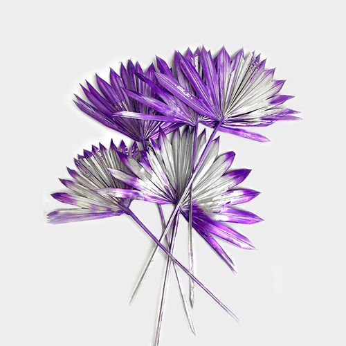 Palm Sun Dried Purple - Wholesale - Blooms By The Box