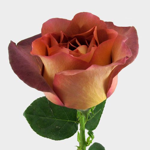 Rose Coffee Break 60 Cm - Wholesale - Blooms By The Box