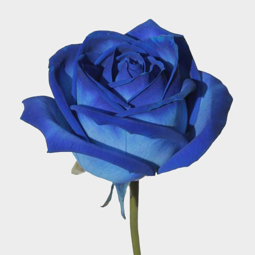 Rose Blue Vendela 60 Cm - Wholesale - Blooms By The Box