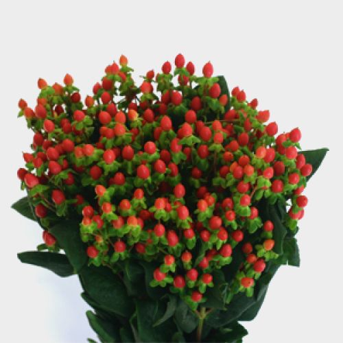 Hypericum Red Bulk - Wholesale - Blooms By The Box
