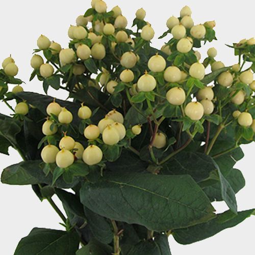 Hypericum White Bulk - Wholesale - Blooms By The Box