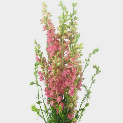 Larkspur Pink Bulk - Wholesale - Blooms By The Box