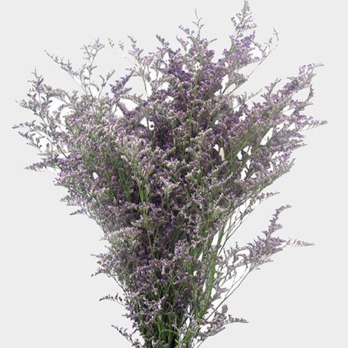 Limonium Blue Bulk - Wholesale - Blooms By The Box