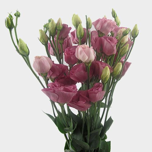 Lisianthus Pink Bulk - Wholesale - Blooms By The Box