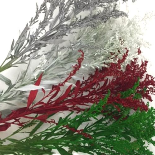 Solidago Tinted Holiday Pack Bulk - Wholesale - Blooms By The Box