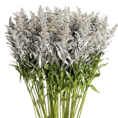 Solidago Tinted Silver Bulk - Wholesale - Blooms By The Box