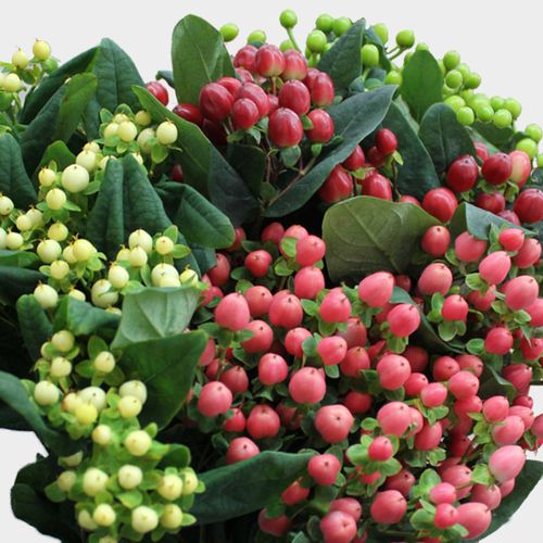 Hypericum Holiday Pack Bulk - Wholesale - Blooms By The Box
