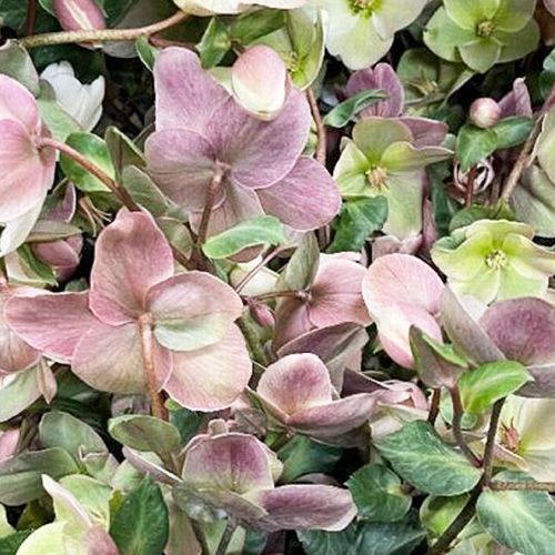 Helleborus Pink - Wholesale - Blooms By The Box