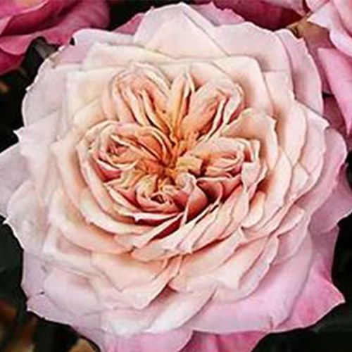 Garden Rose Miyabi Pink - Bulk - Wholesale - Blooms By The Box