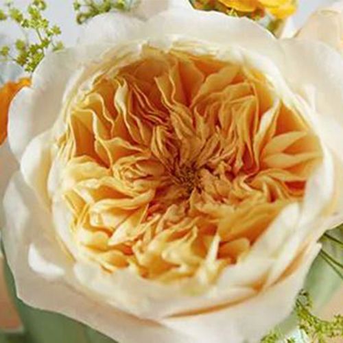 Garden Rose Effie Apricot - Bulk - Wholesale - Blooms By The Box