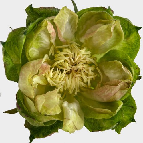 Veggie Rose Bi-color - Wholesale - Blooms By The Box
