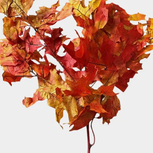 Transparent Oak Autumn 1 Lb - Wholesale - Blooms By The Box