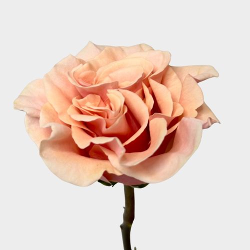Rose Phoenix 60cm - Wholesale - Blooms By The Box