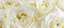 Wholesale Flowers - Bulk Wedding Flowers Online - BloomsByTheBox.com