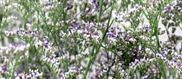 Wholesale Flowers - Bulk Wedding Flowers Online - BloomsByTheBox.com